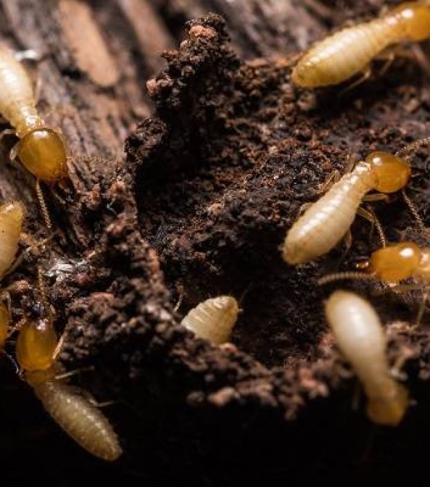 Termites – Topoint Builder